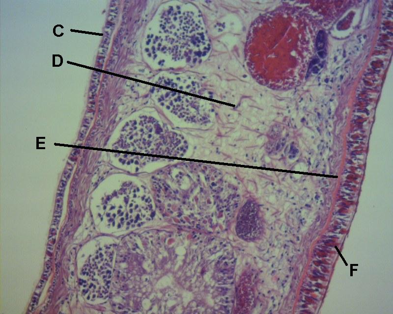 Leptoplanid flatworm